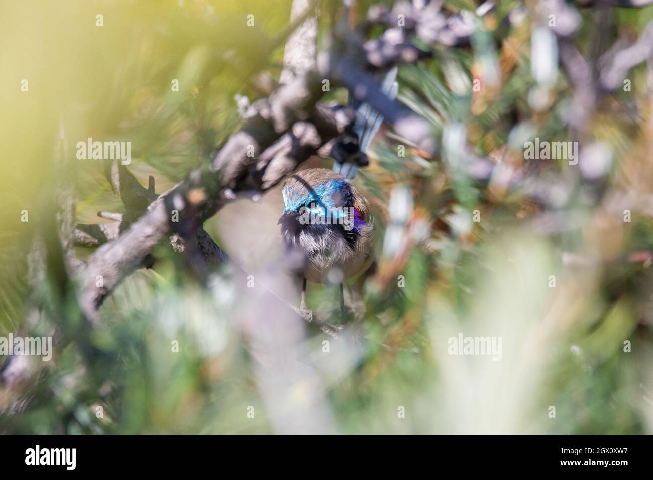 Variegated Fairy Wren male bird Stock Photo - Alamy