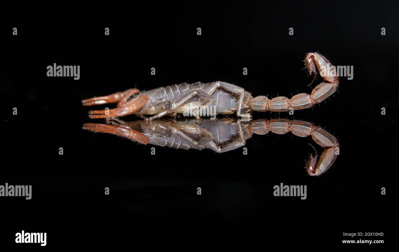 Baby scorpion hi-res stock photography and images - Alamy