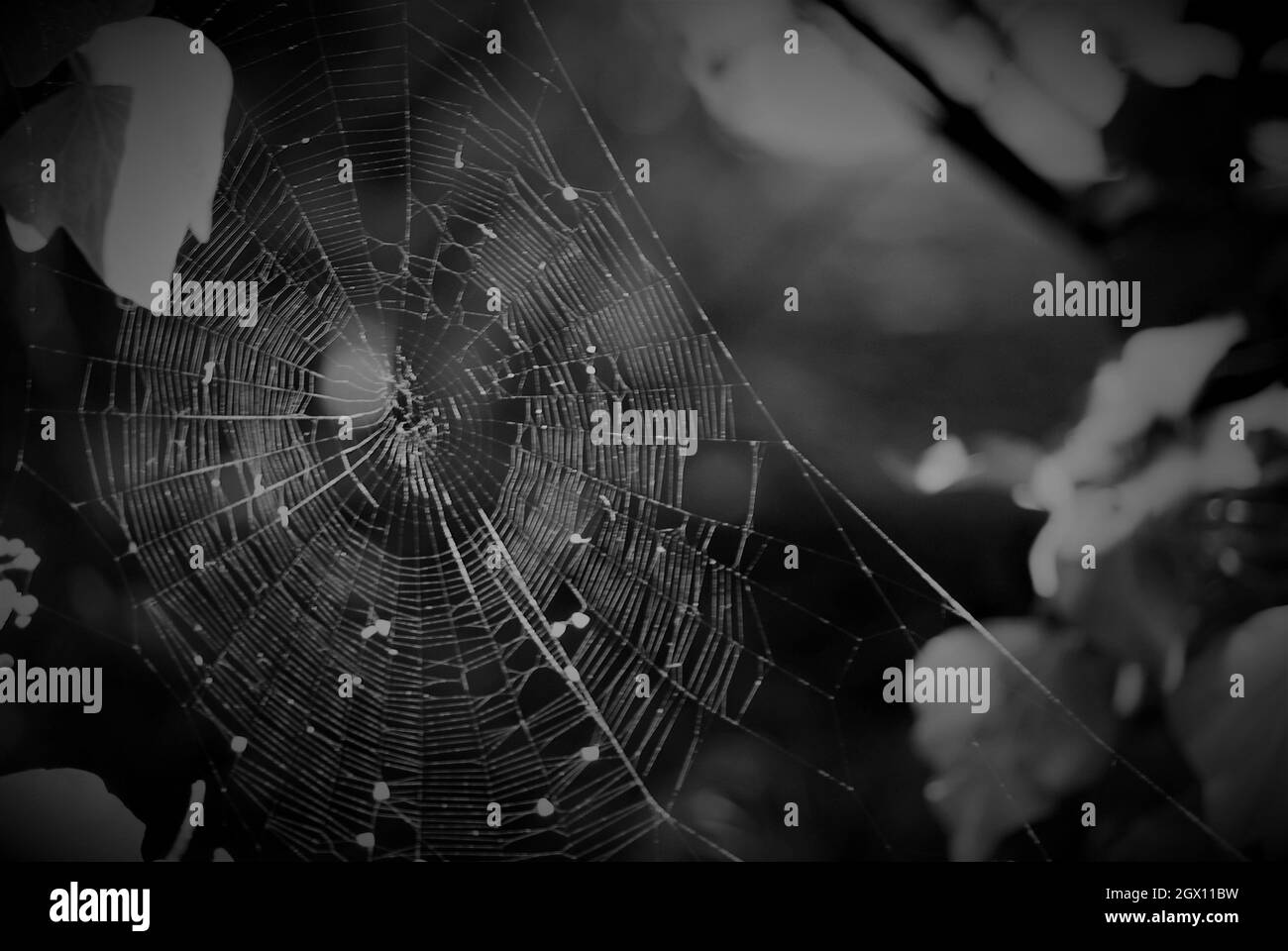 Invertebrate spider web Black and White Stock Photos & Images - Alamy