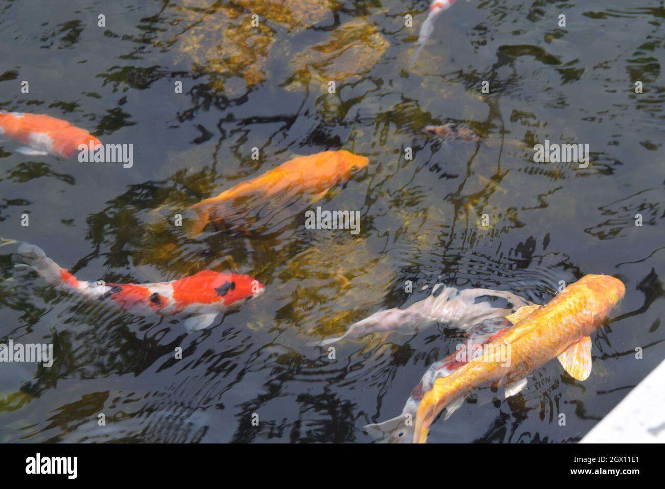 Pond Full Of Goldfish High Resolution Stock Photography and Images - Alamy