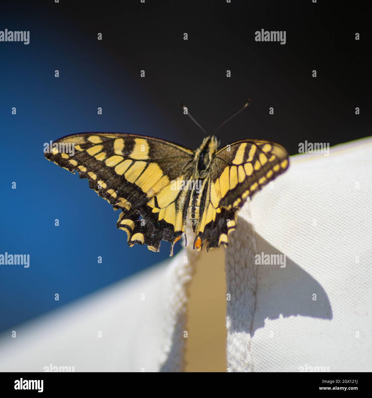 Nice Moths High Resolution Stock Photography and Images - Alamy