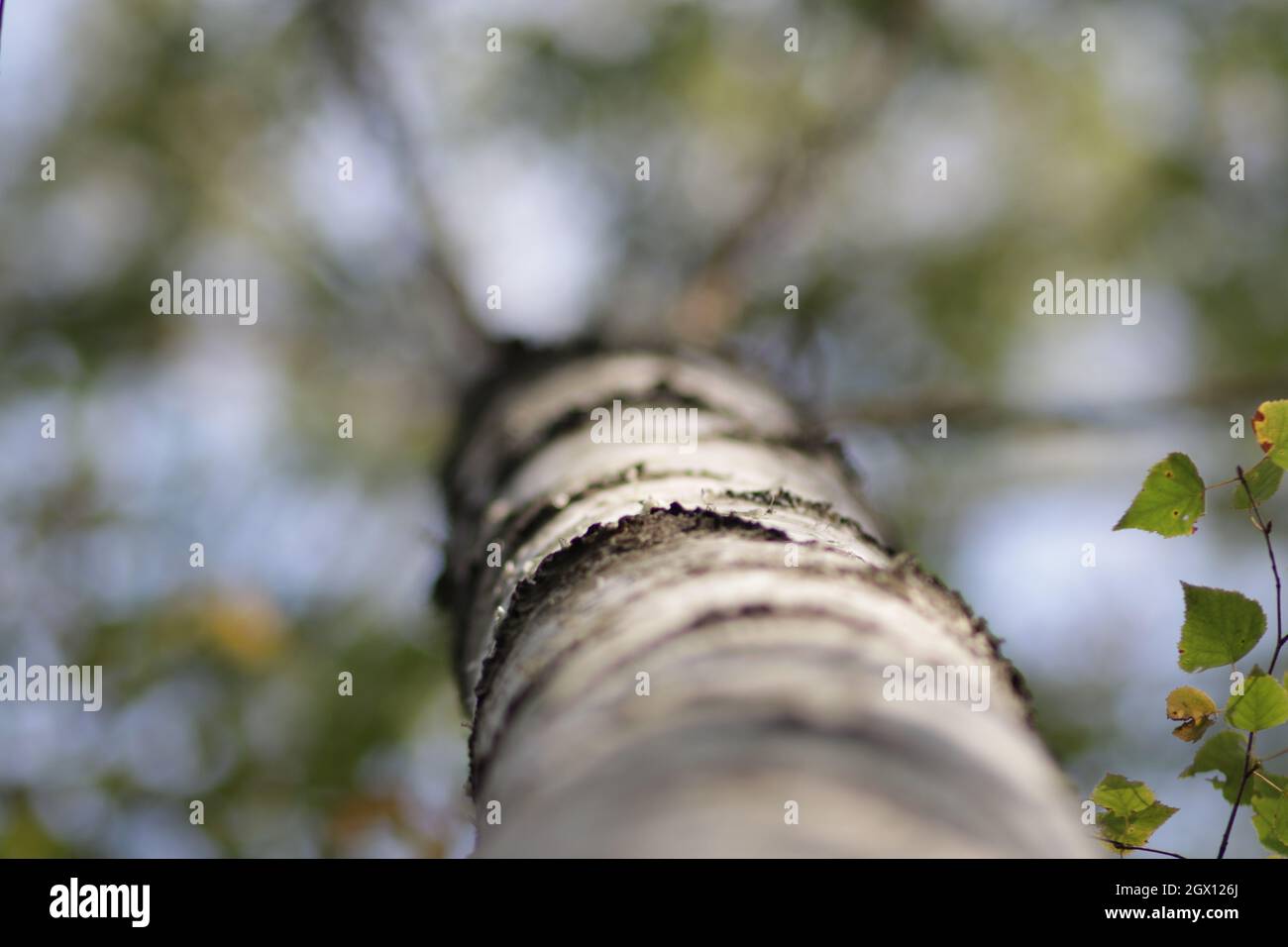 Bottom part of tree hi-res stock photography and images - Alamy