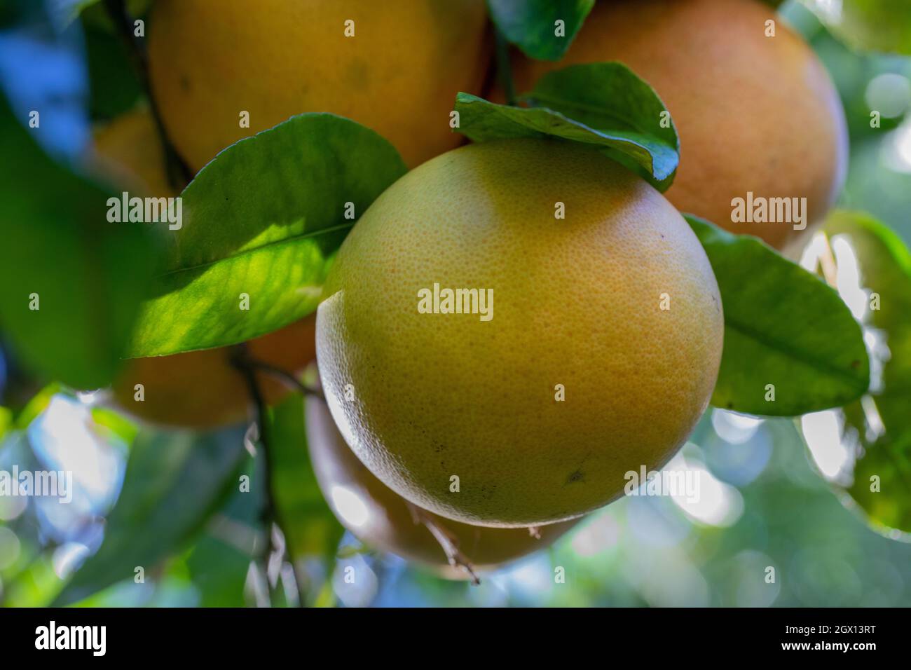Grapefruits growing grapefruit tree hi-res stock photography and images ...