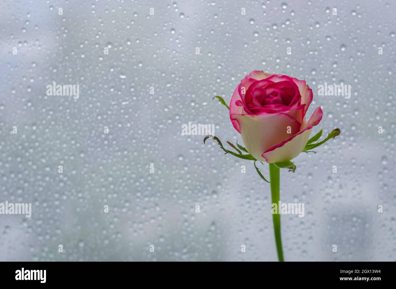 Roses round window hi-res stock photography and images - Alamy