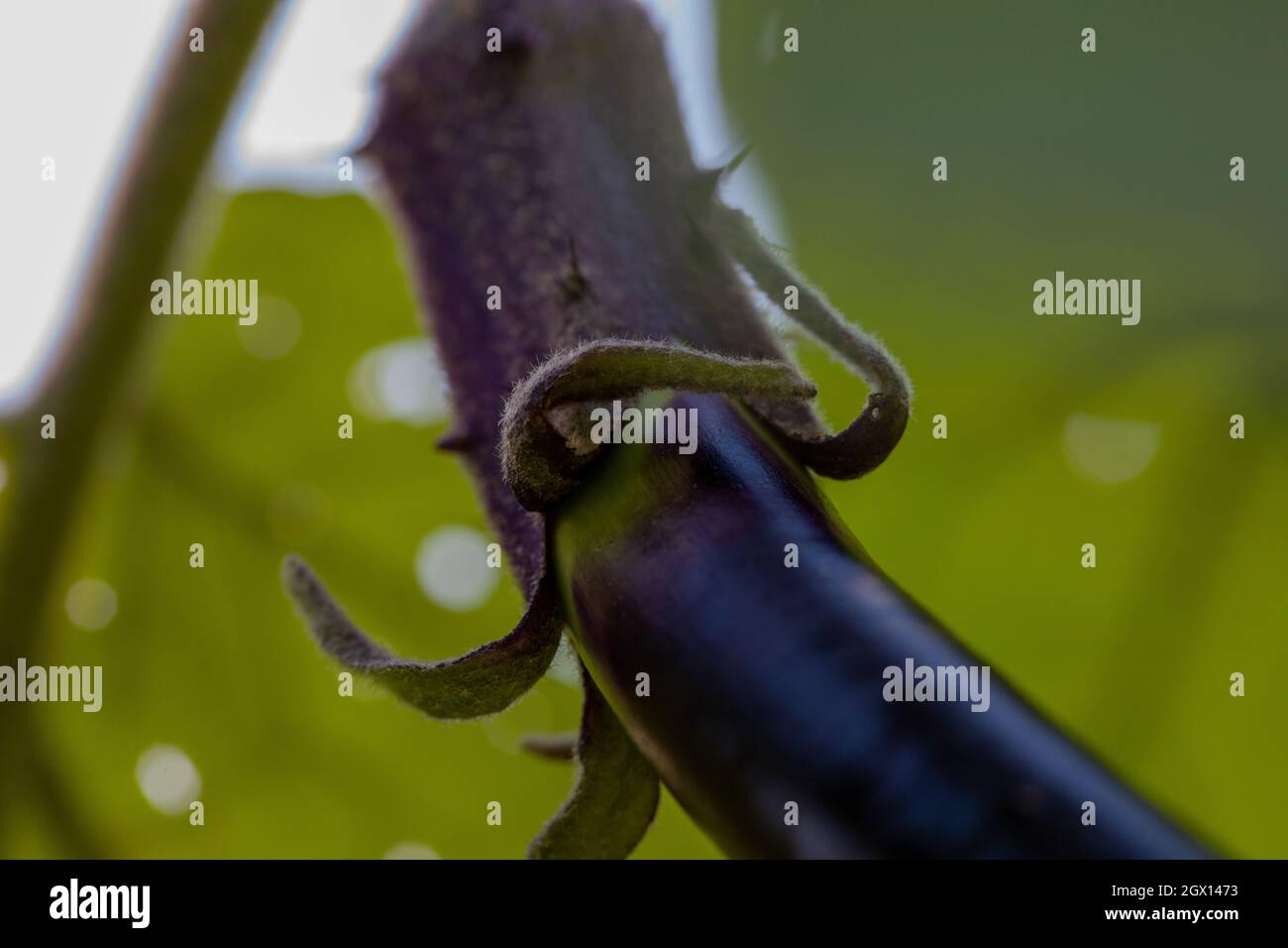 An organic purple grapefruit growing on a farm in Hawaii Stock Photo ...