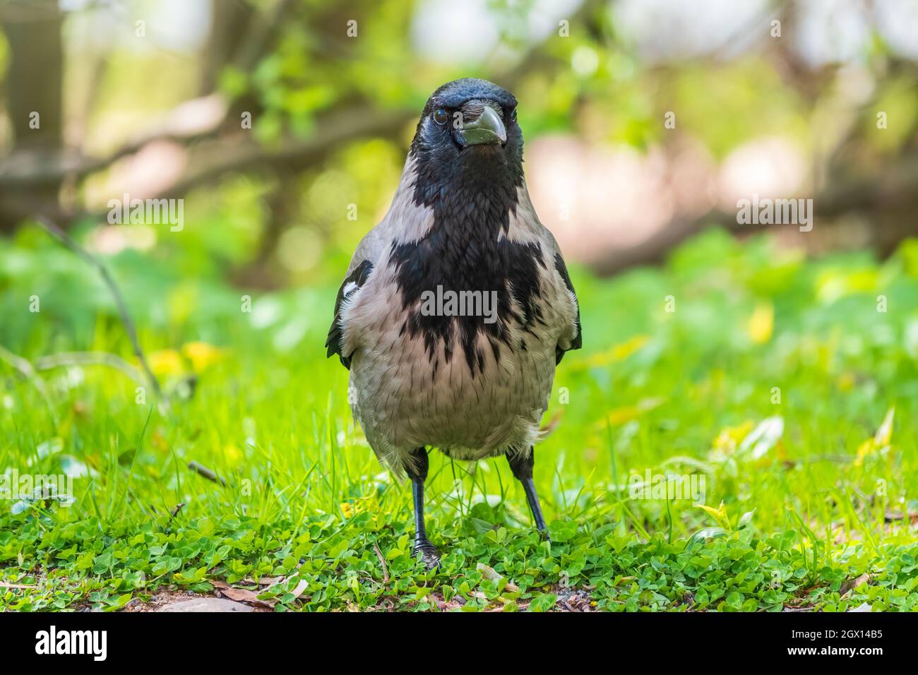 Black crow walks on green lawn. Raven on grass. Wild bird on meadow ...