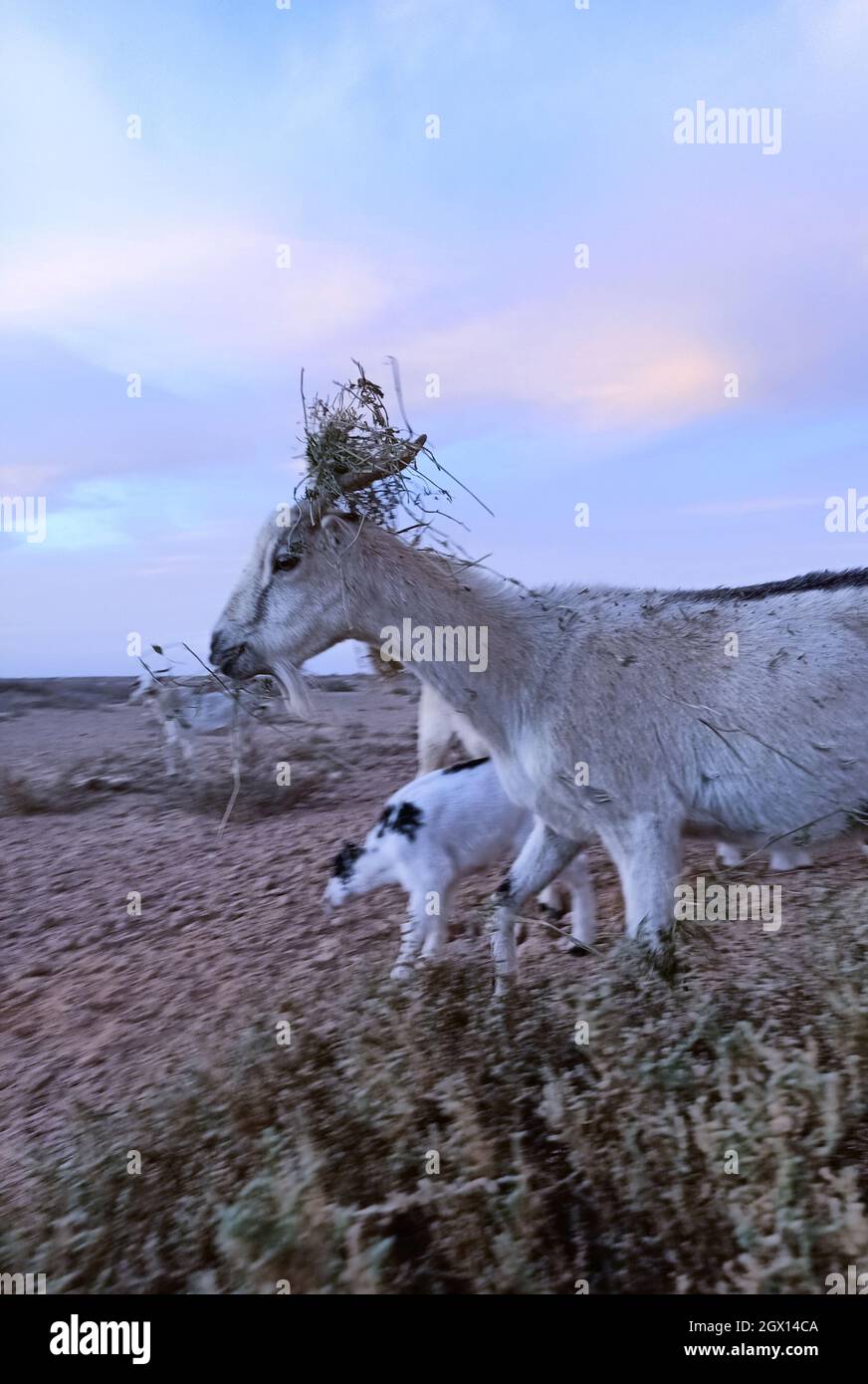 Goat crown hi-res stock photography and images - Alamy