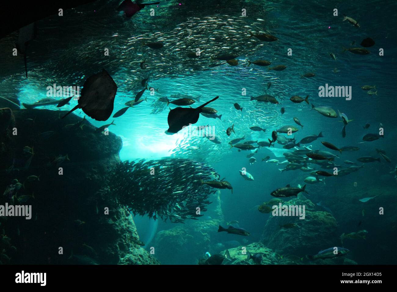 Fish Swimming In Sea Stock Photo - Alamy