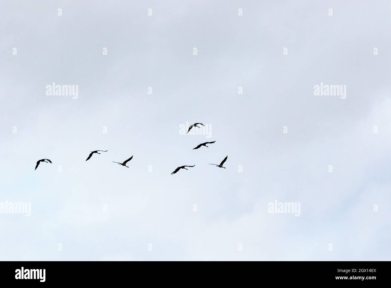 Low flying birds china hi-res stock photography and images - Alamy