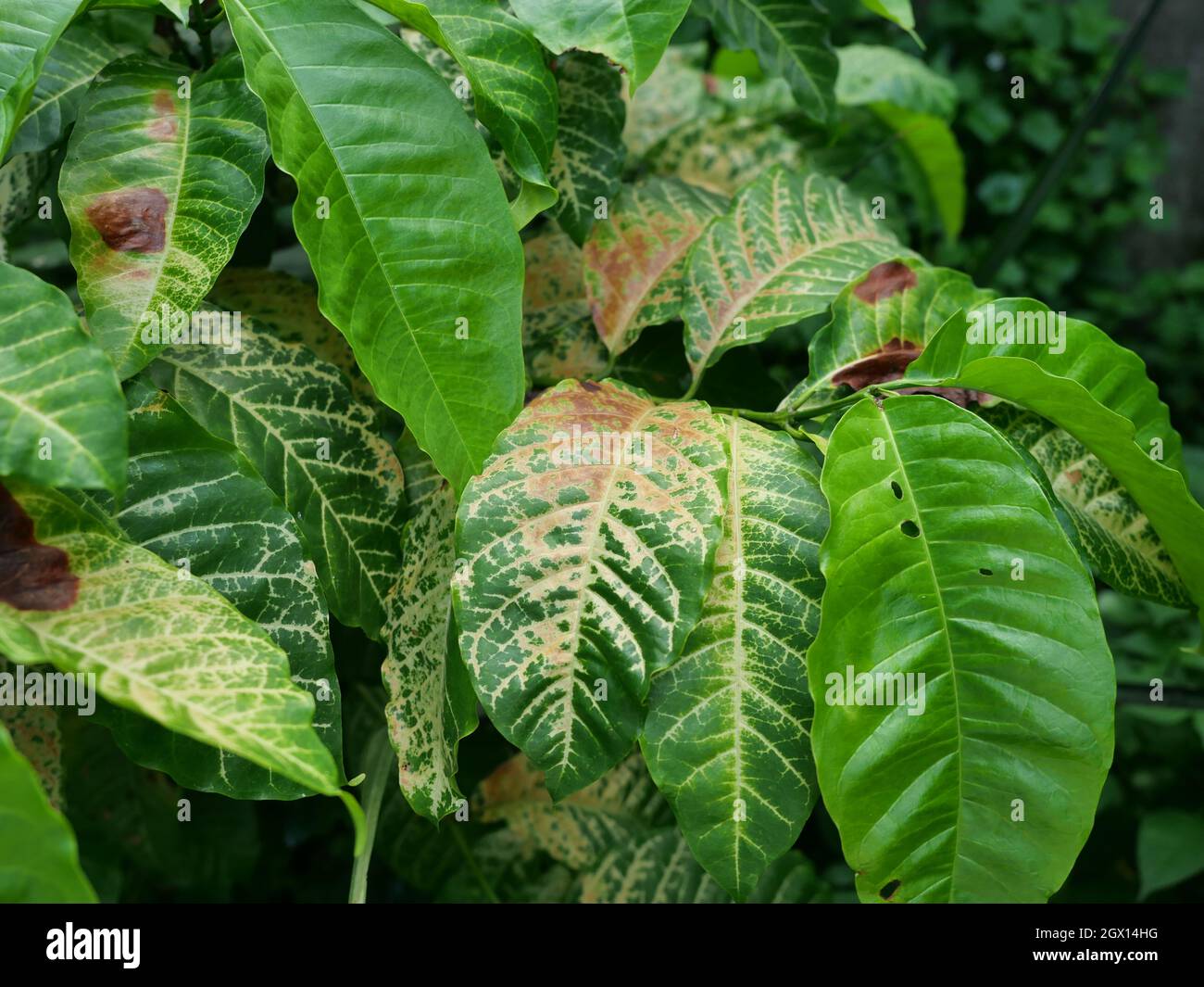 Brown spotted and yellow damage by anthracnose on the green leaf of ...