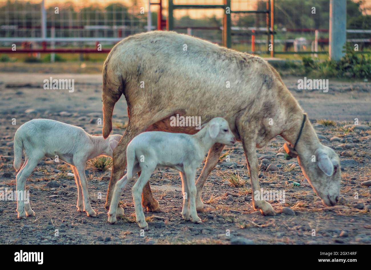 Always to follow hi-res stock photography and images - Alamy