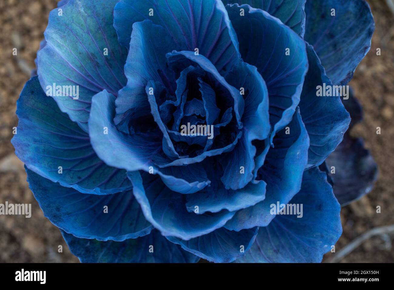 Organic purple cabbage growing in the soil in Kauai Hawaii Stock Photo ...