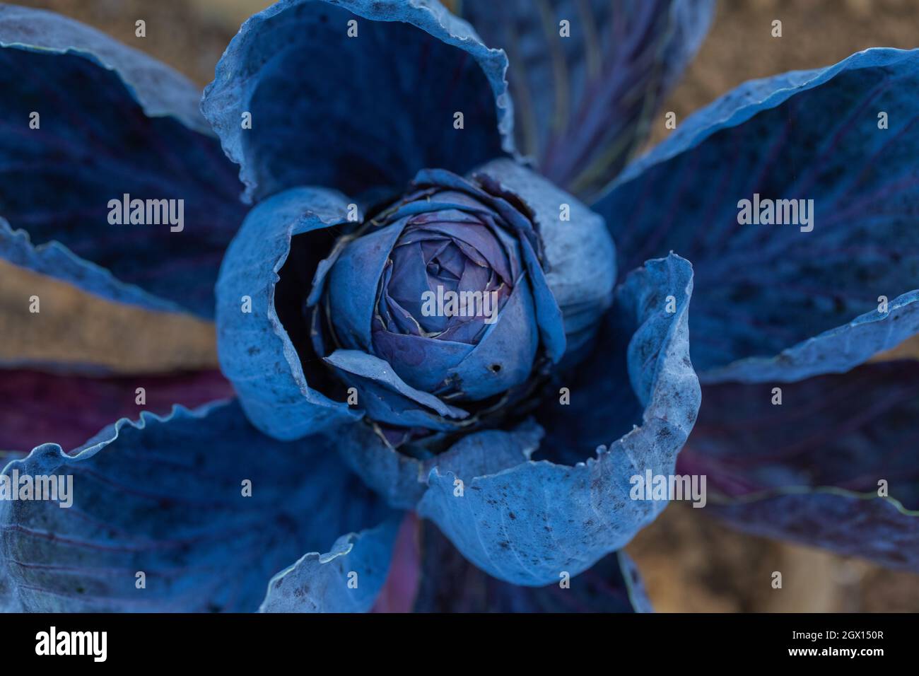 Organic purple cabbage growing in the soil in Kauai Hawaii Stock Photo ...