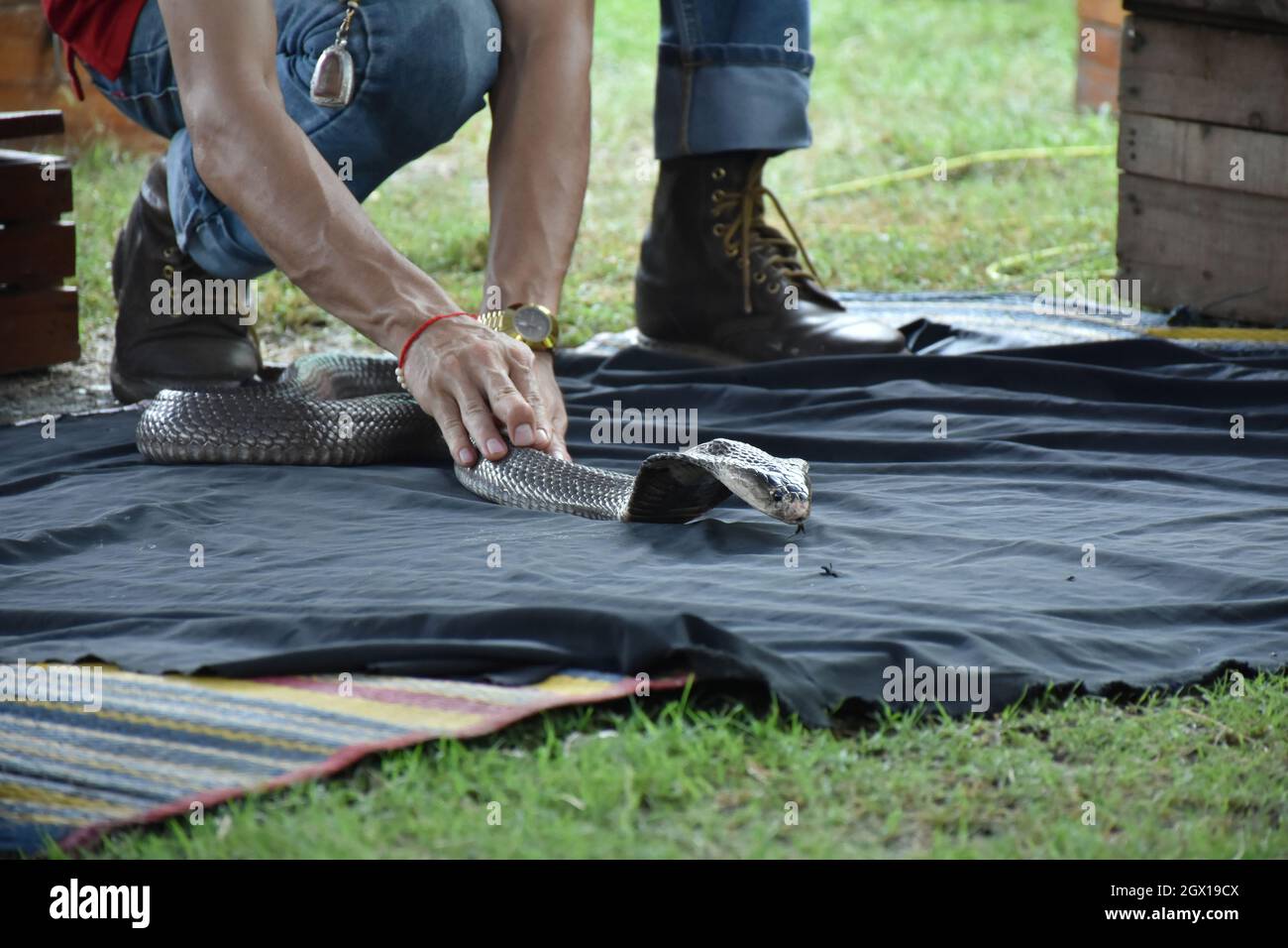 King cobra snake habitat hi-res stock photography and images - Alamy