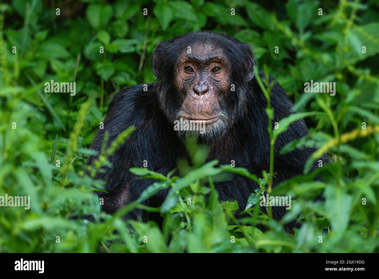Common Chimpanzee - Pan troglodytes, popular great ape from African ...