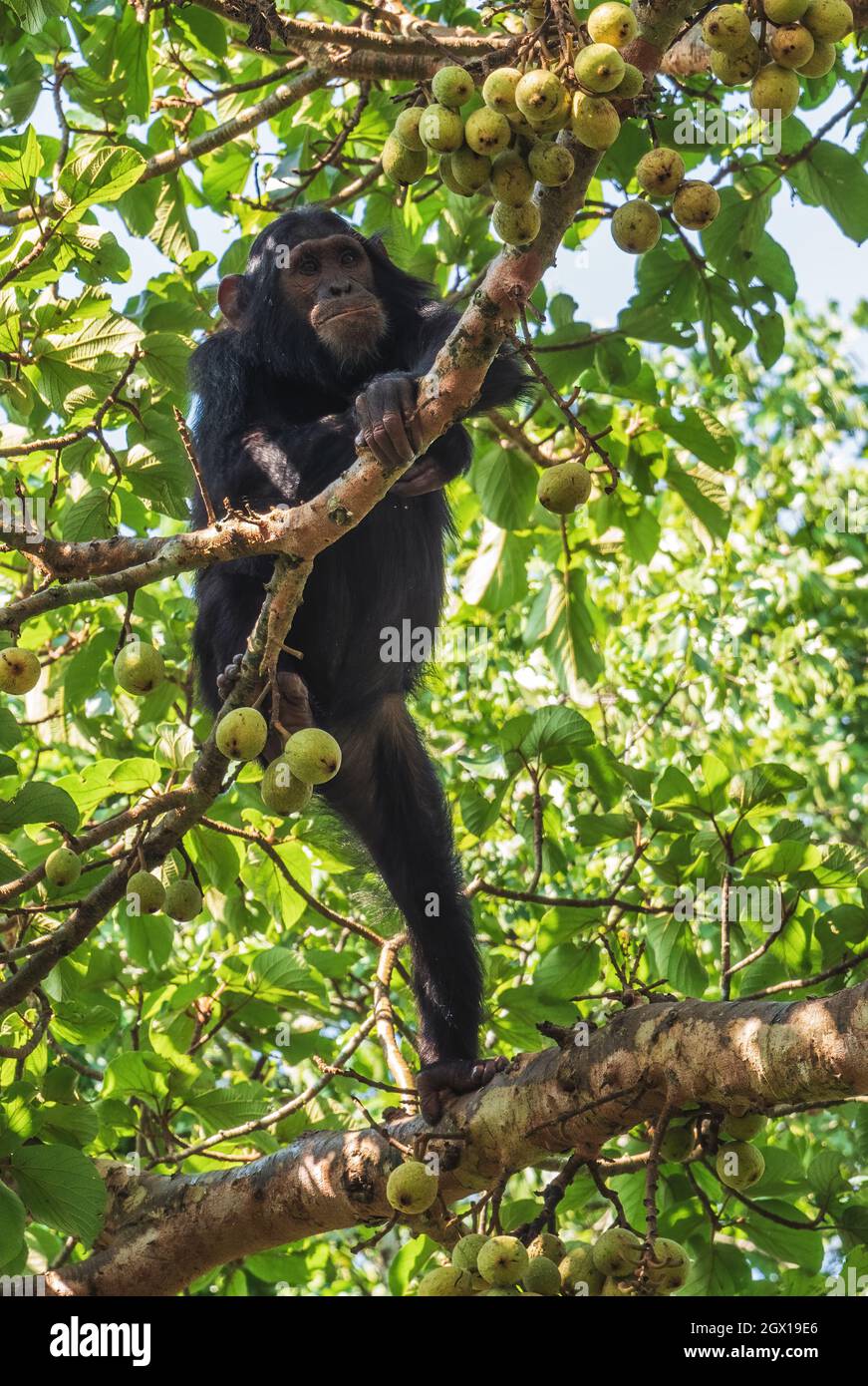 Common Chimpanzee - Pan troglodytes, popular great ape from African ...