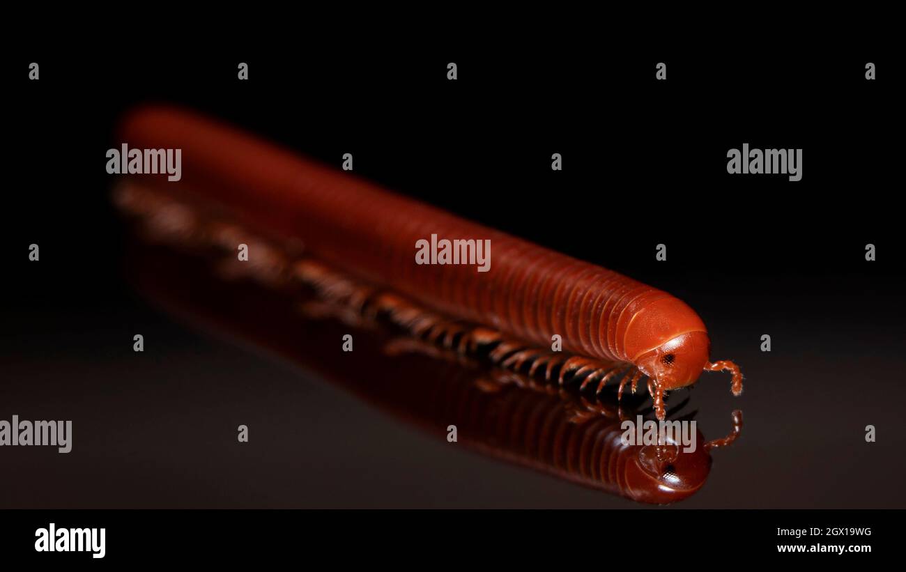 Close-up Of Common Asian Millipede Against Black Background Stock Photo ...