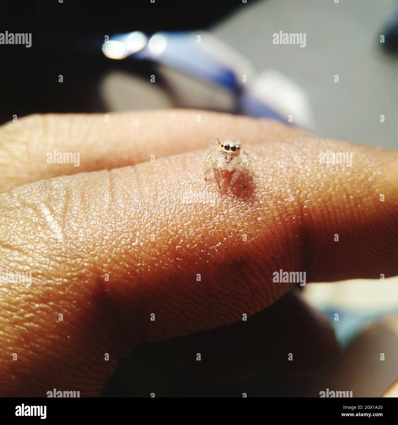 Arachnid body hi-res stock photography and images - Alamy