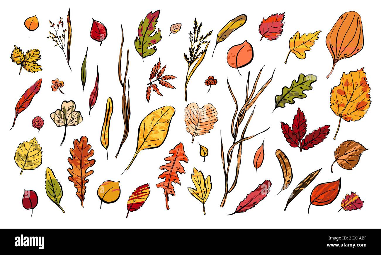 Autumn Leaves sketch set. Hand-drawn color textured herbs on white ...
