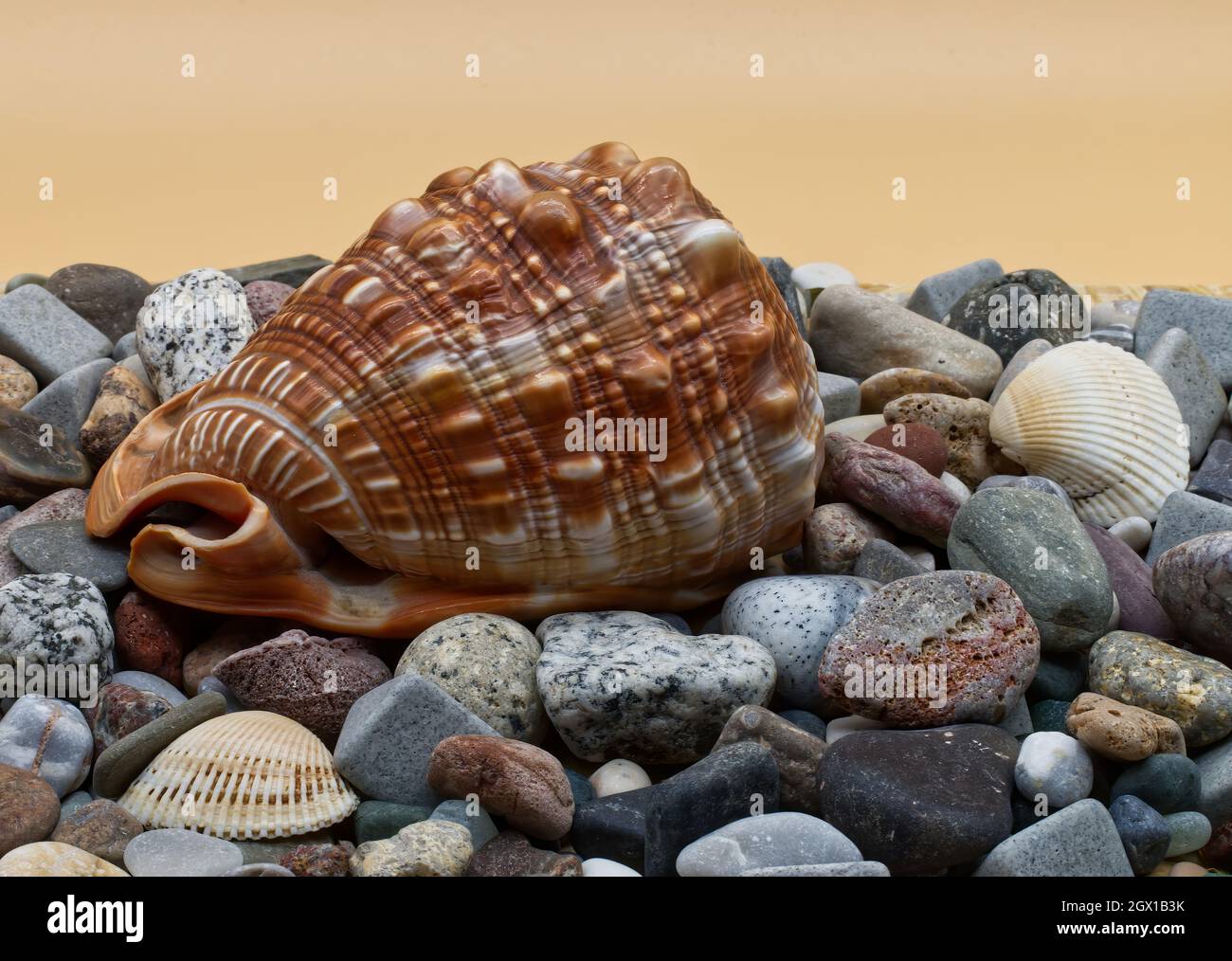 A set of shells hi-res stock photography and images - Alamy