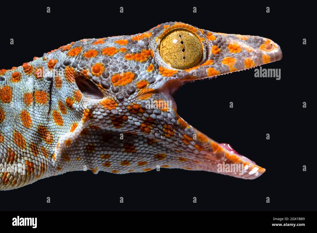 Orange Spotted Day Gecko High Resolution Stock Photography and Images ...