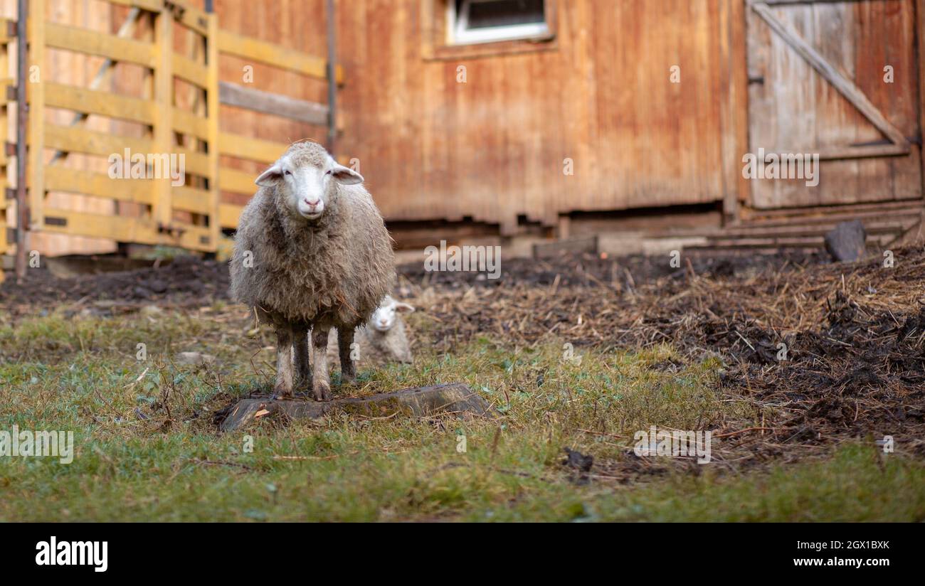 White curly sheep behind a wooden paddock in the countryside. Sheep and lambs graze on the green ...