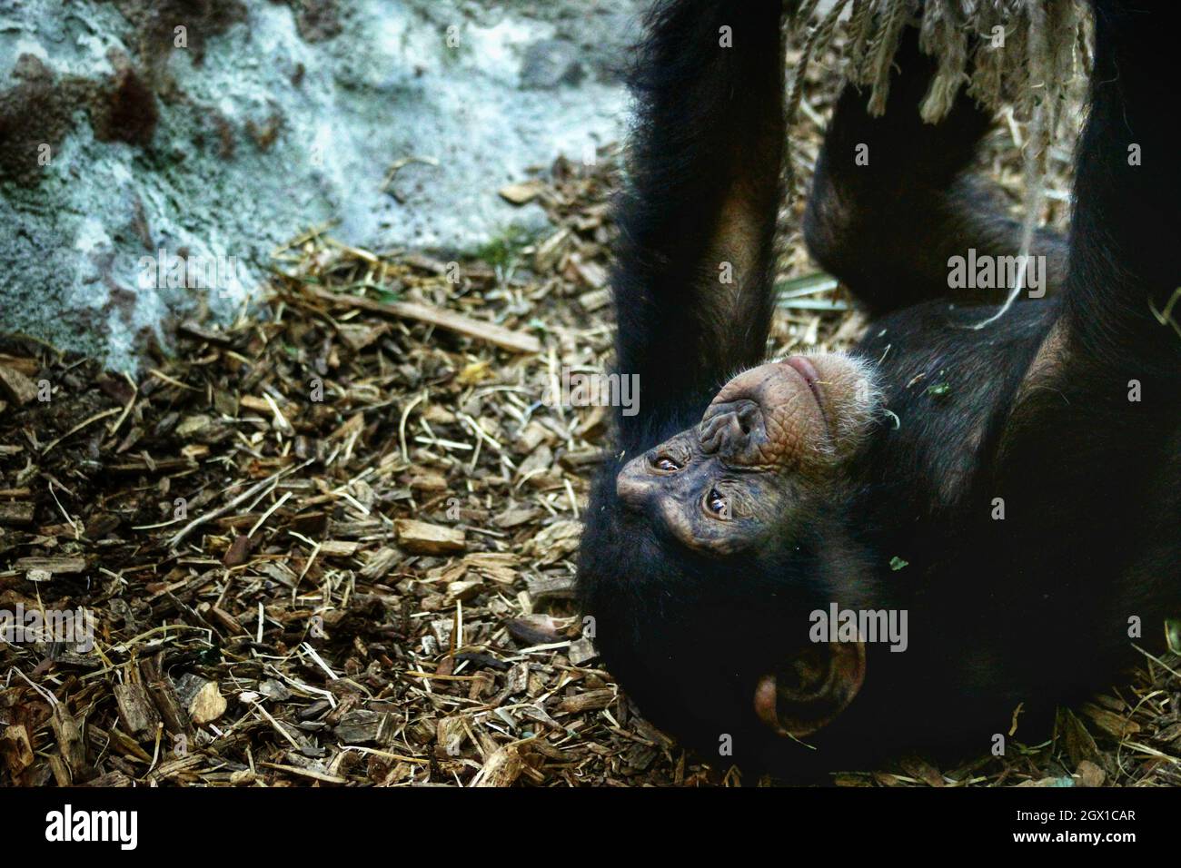 Baby monkey at colchester zoo hi-res stock photography and images - Alamy
