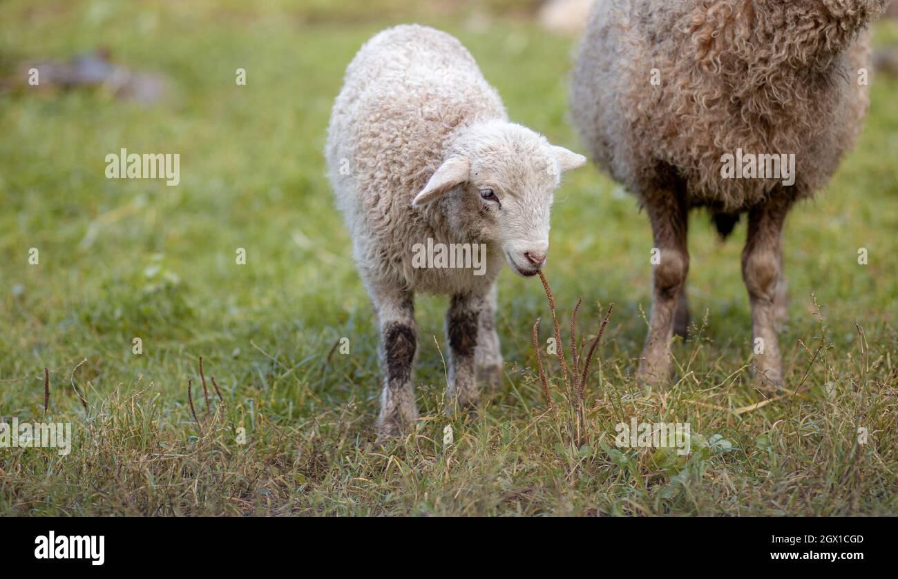 White curly sheep behind a wooden paddock in the countryside. Sheep and lambs graze on the green ...