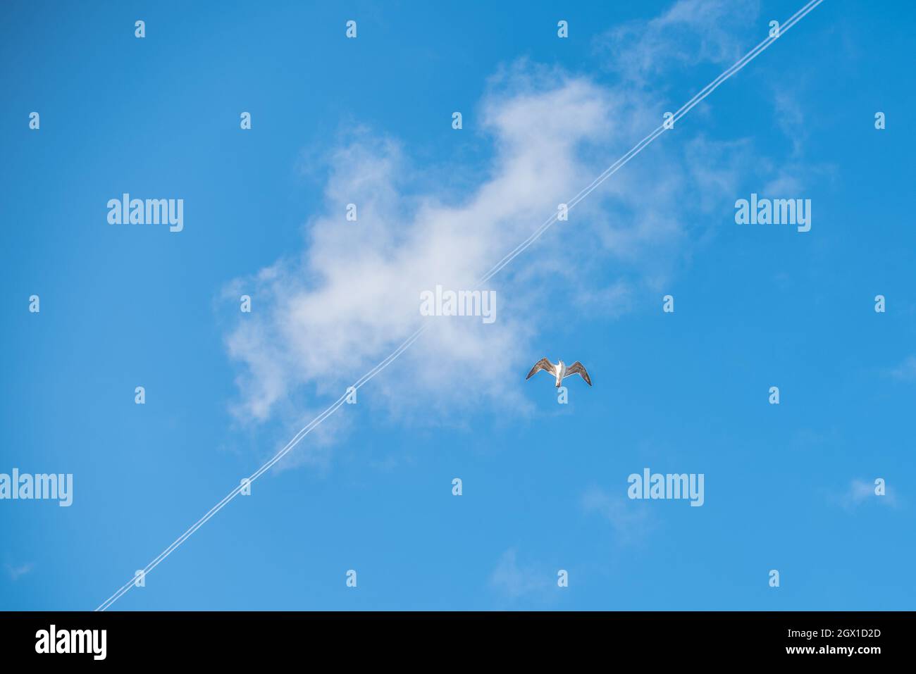 Evolution of bird flight hi-res stock photography and images - Alamy