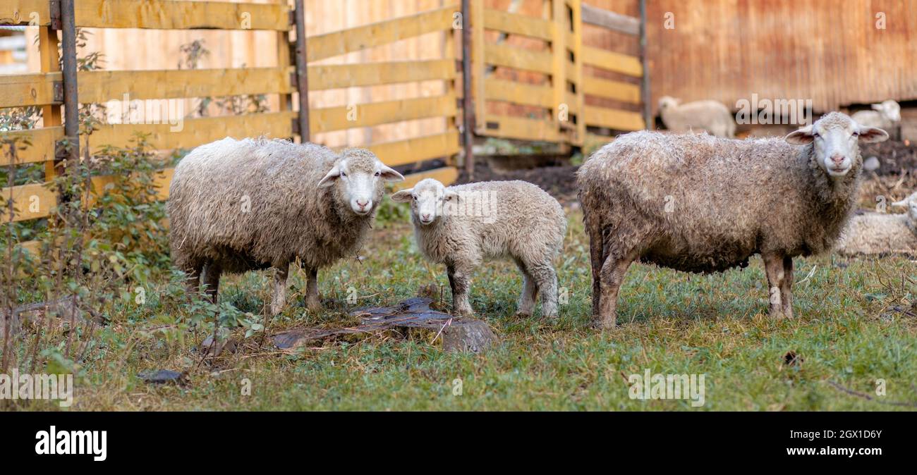 White curly sheep behind a wooden paddock in the countryside. Sheep and lambs graze on the green ...