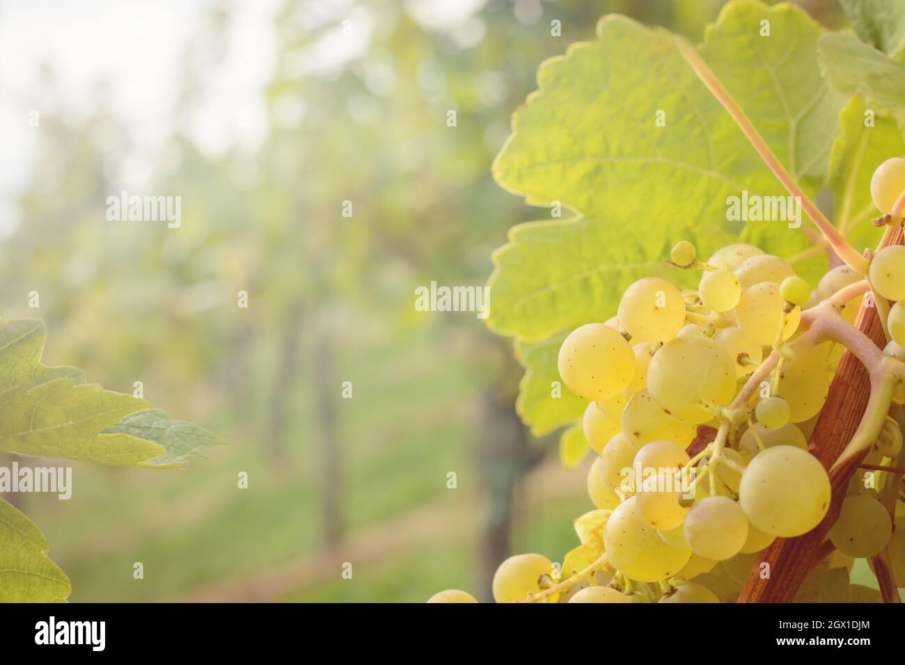 Blurred background with light grapes, horizontal format Stock Photo - Alamy
