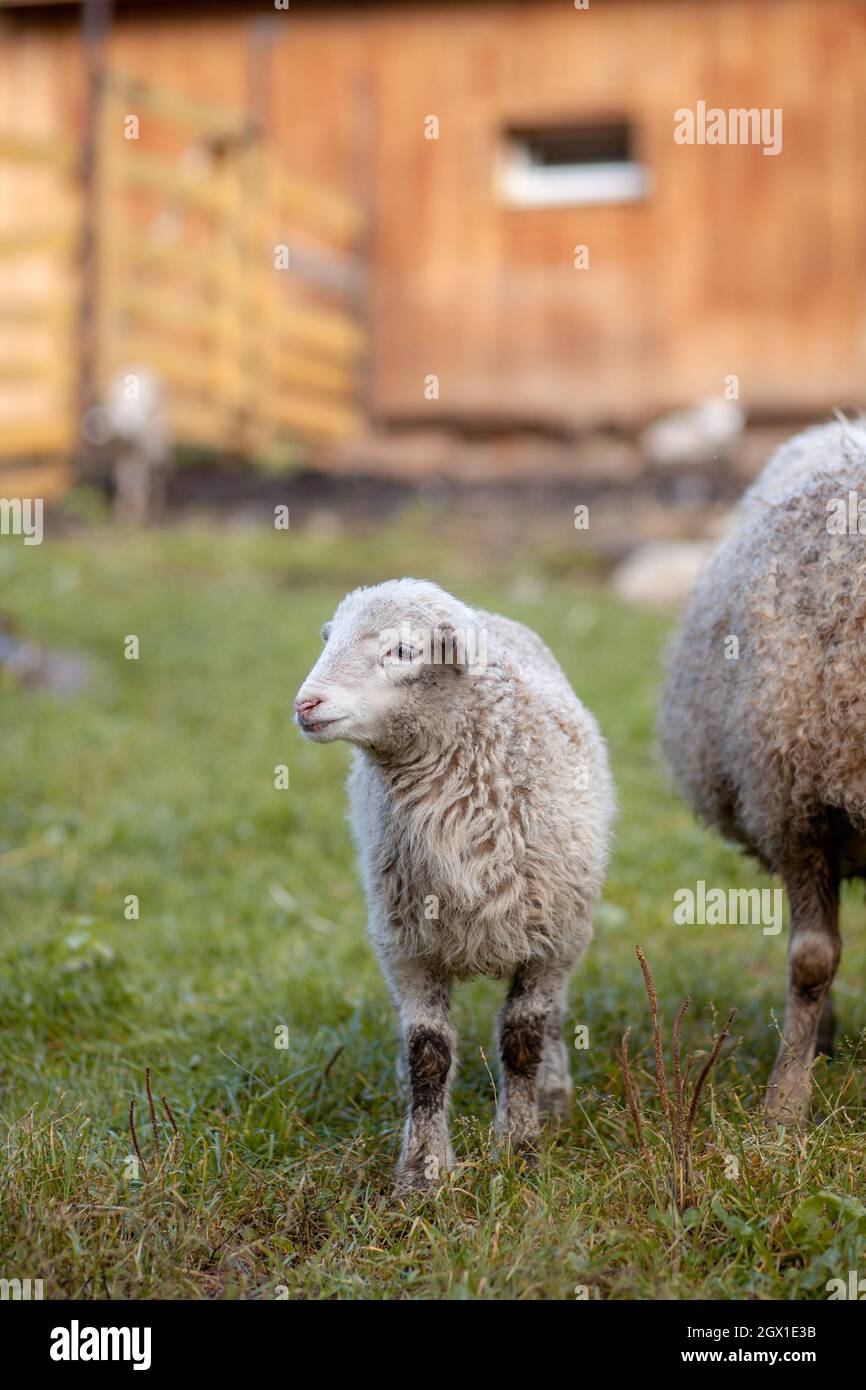 White curly sheep behind a wooden paddock in the countryside. Sheep and lambs graze on the green ...