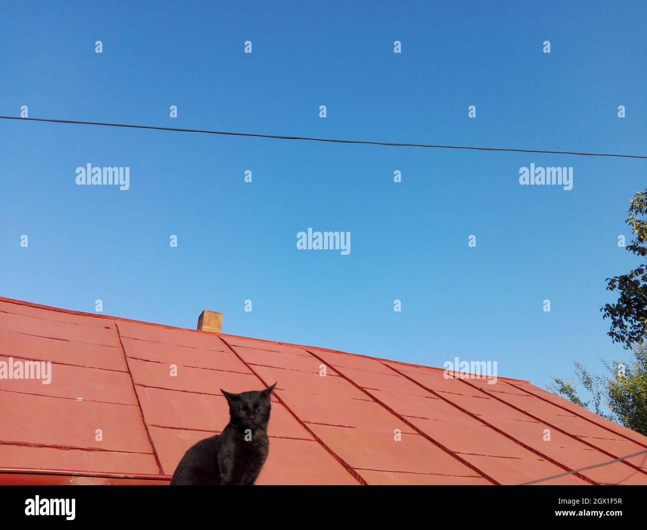 Rooftop cat hi-res stock photography and images - Alamy