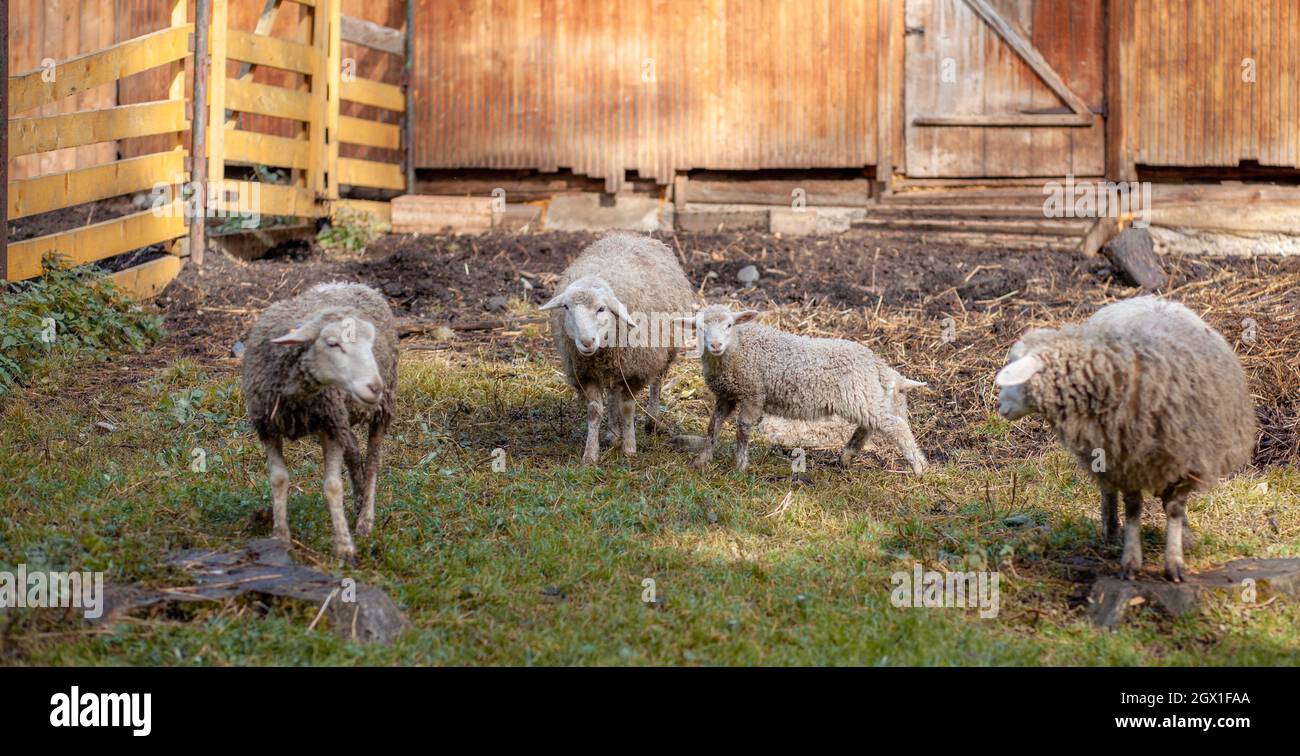 White curly sheep behind a wooden paddock in the countryside. Sheep and lambs graze on the green ...