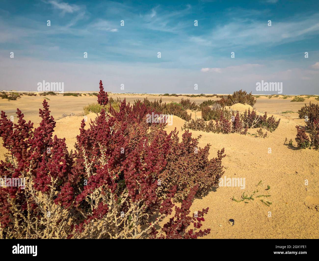 Desert plants qatar hi-res stock photography and images - Alamy