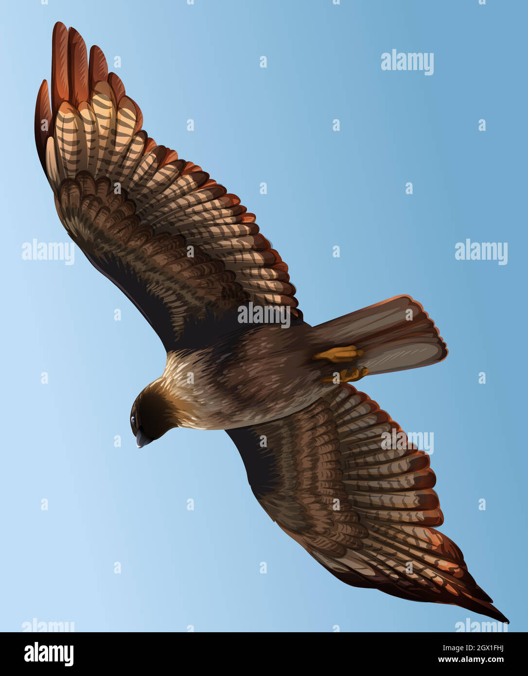 Egg hawk Stock Vector Images - Alamy