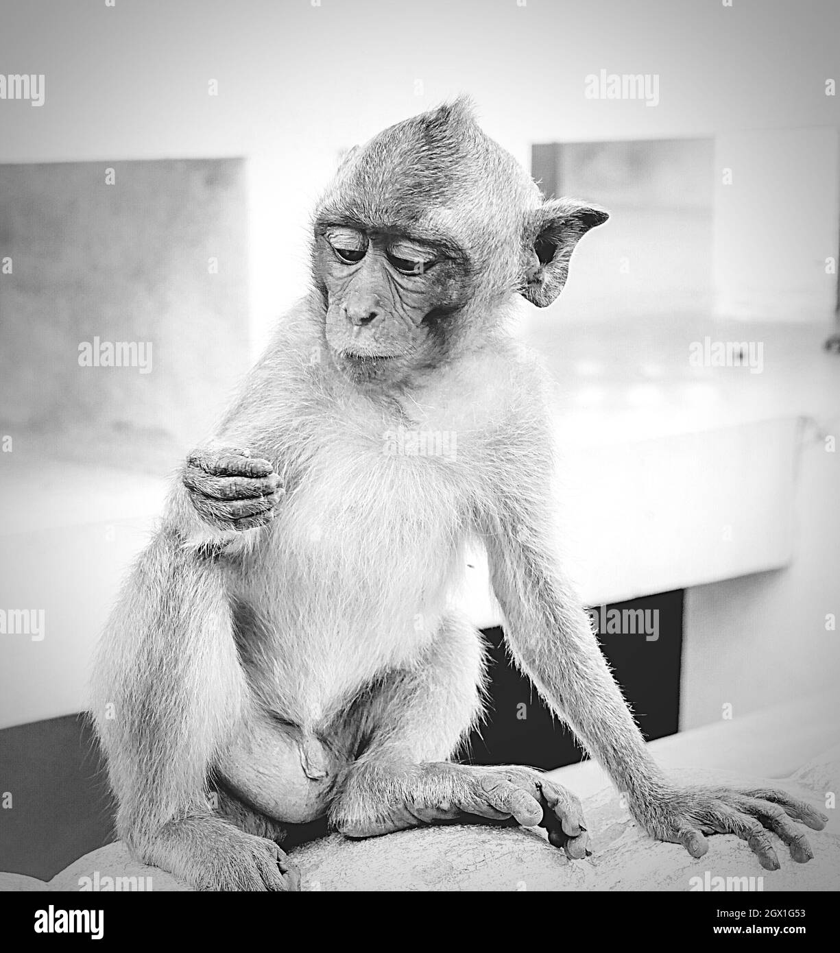 Ape art hi-res stock photography and images - Alamy
