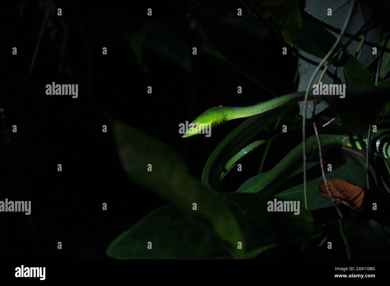 Agumbe hi-res stock photography and images - Alamy