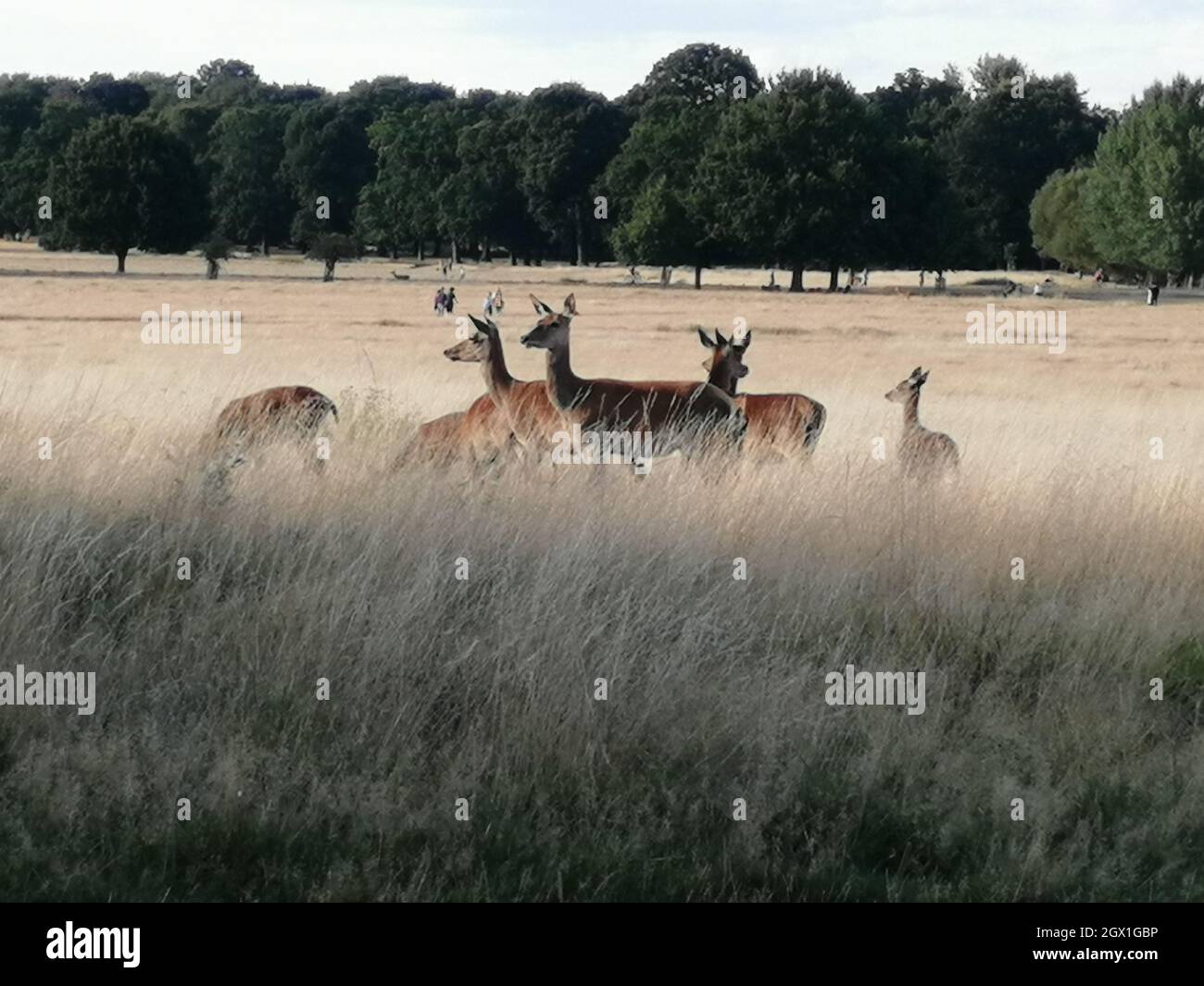Flock Of Birds On Field Stock Photo - Alamy