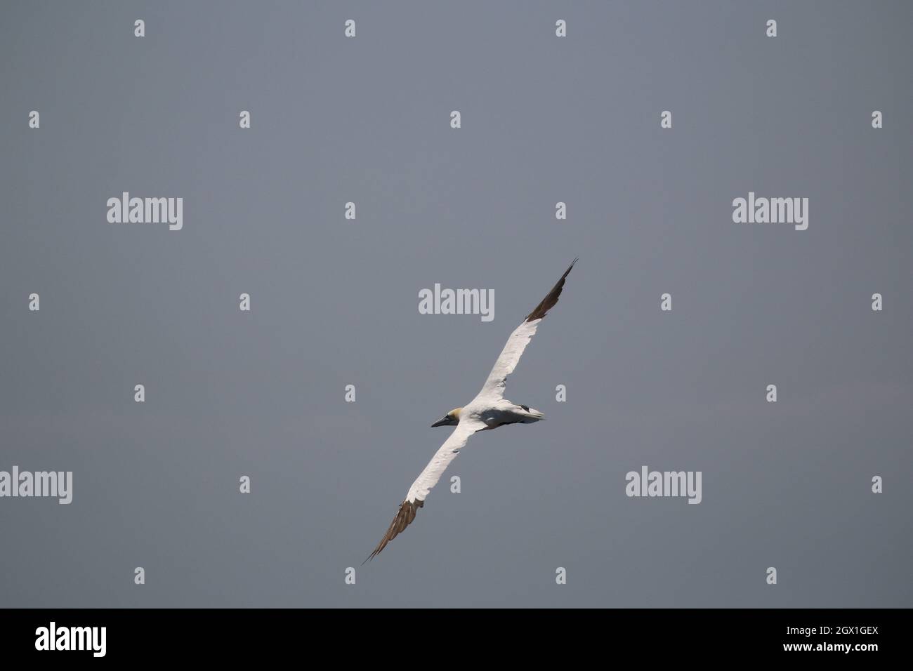 Low Angle View Of Northern Gannet Flying In Sky Stock Photo - Alamy