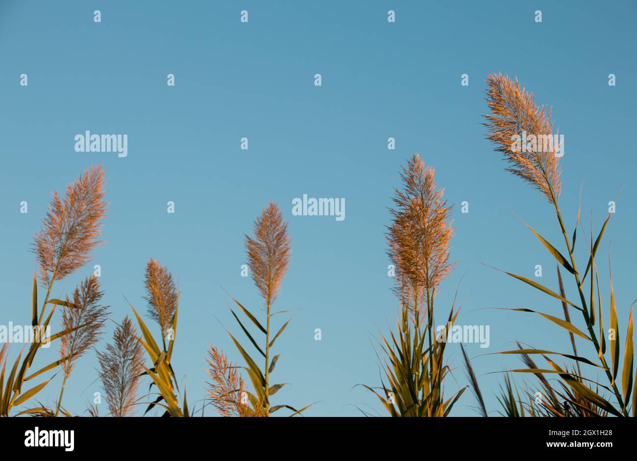 Blue Stalk Mushroom High Resolution Stock Photography and Images - Alamy