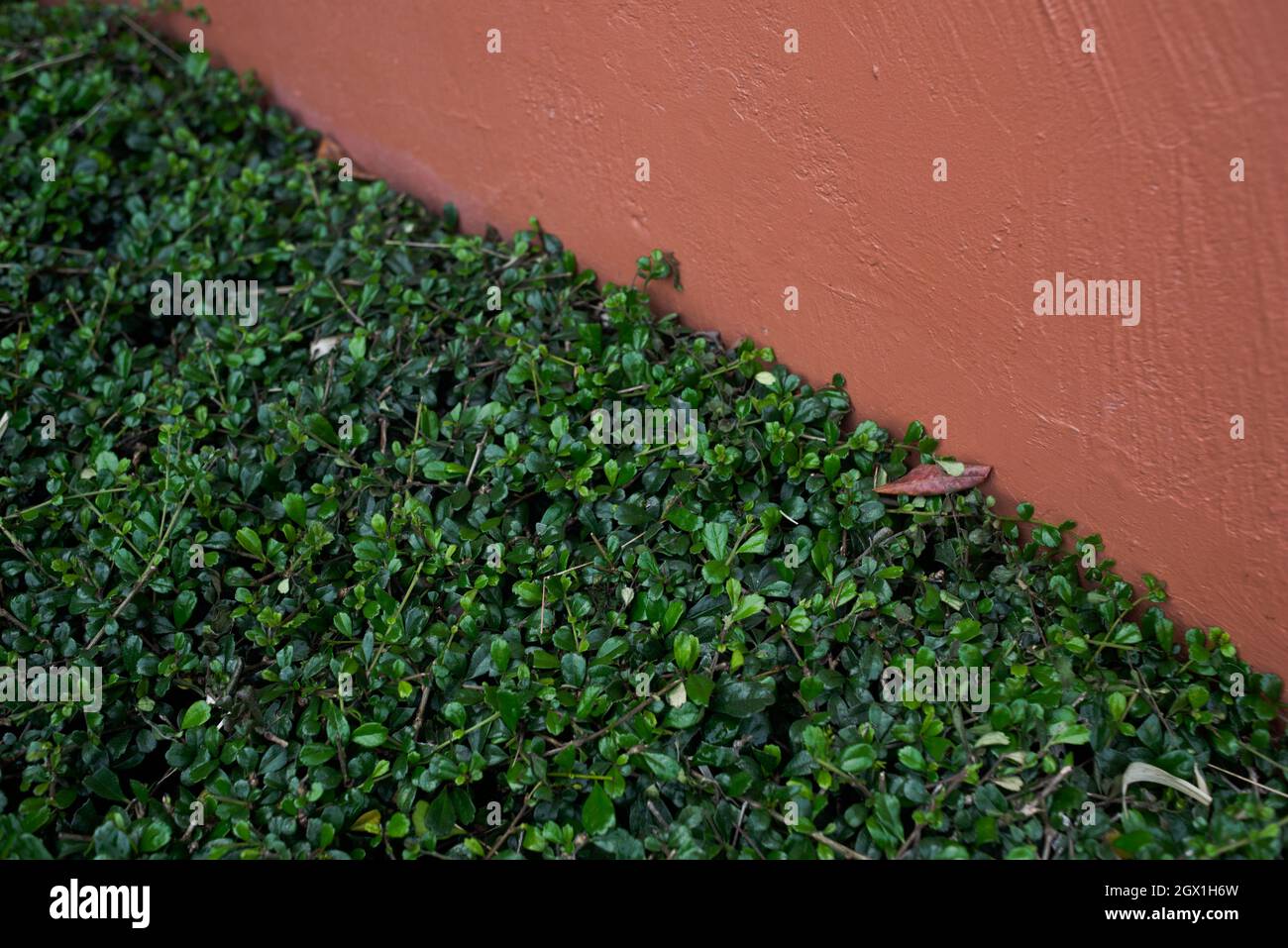Natural diagonal lines hi-res stock photography and images - Alamy