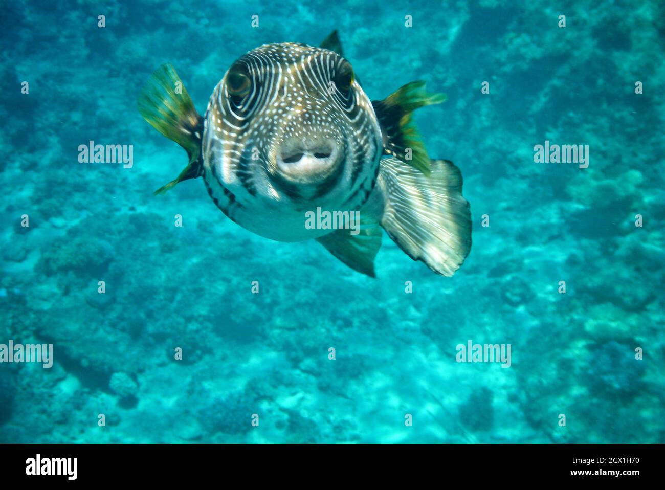 Pesce palla hi-res stock photography and images - Alamy