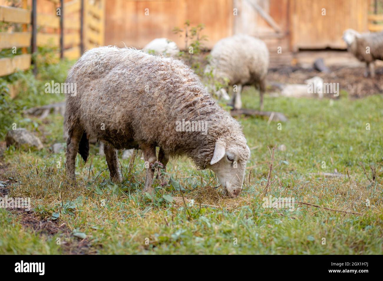 White curly sheep behind a wooden paddock in the countryside. Sheep and lambs graze on the green ...