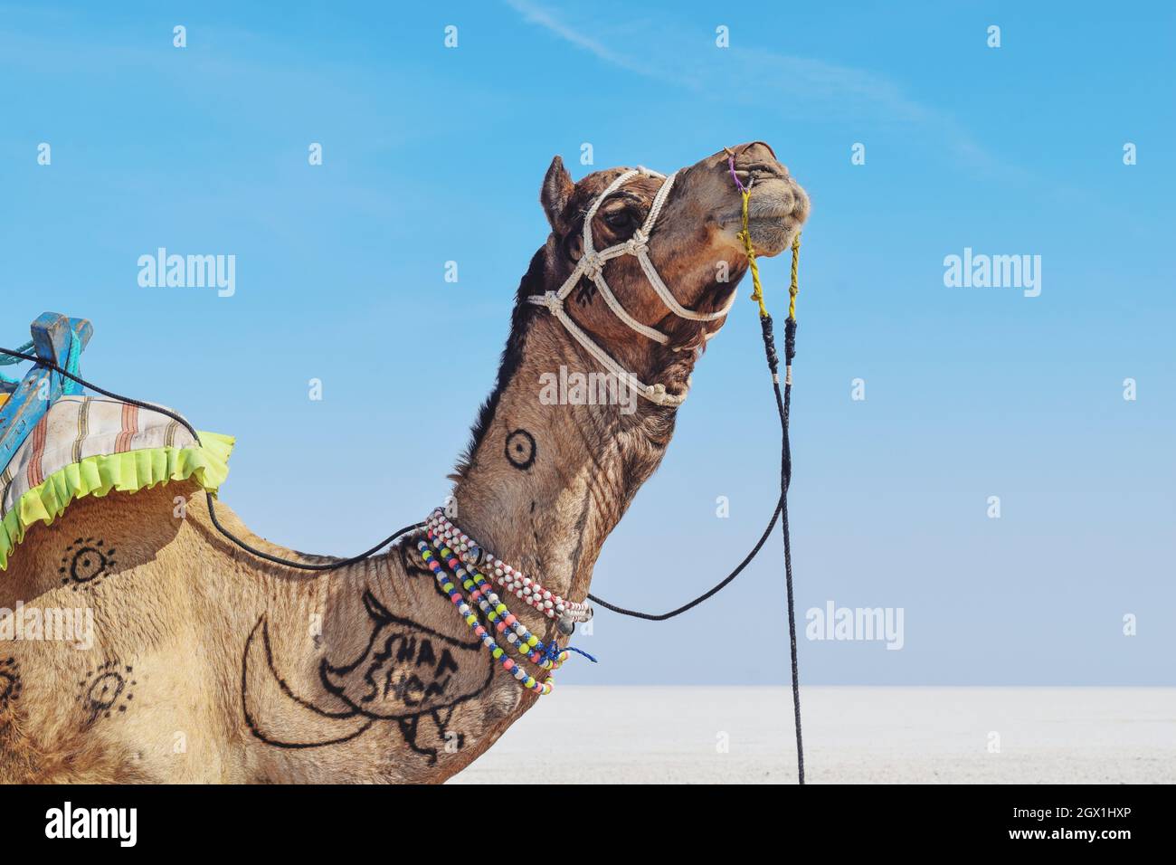 Rann of kutch salt camel hi-res stock photography and images - Alamy