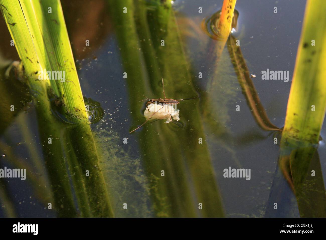 Pond turtle insect hi-res stock photography and images - Alamy