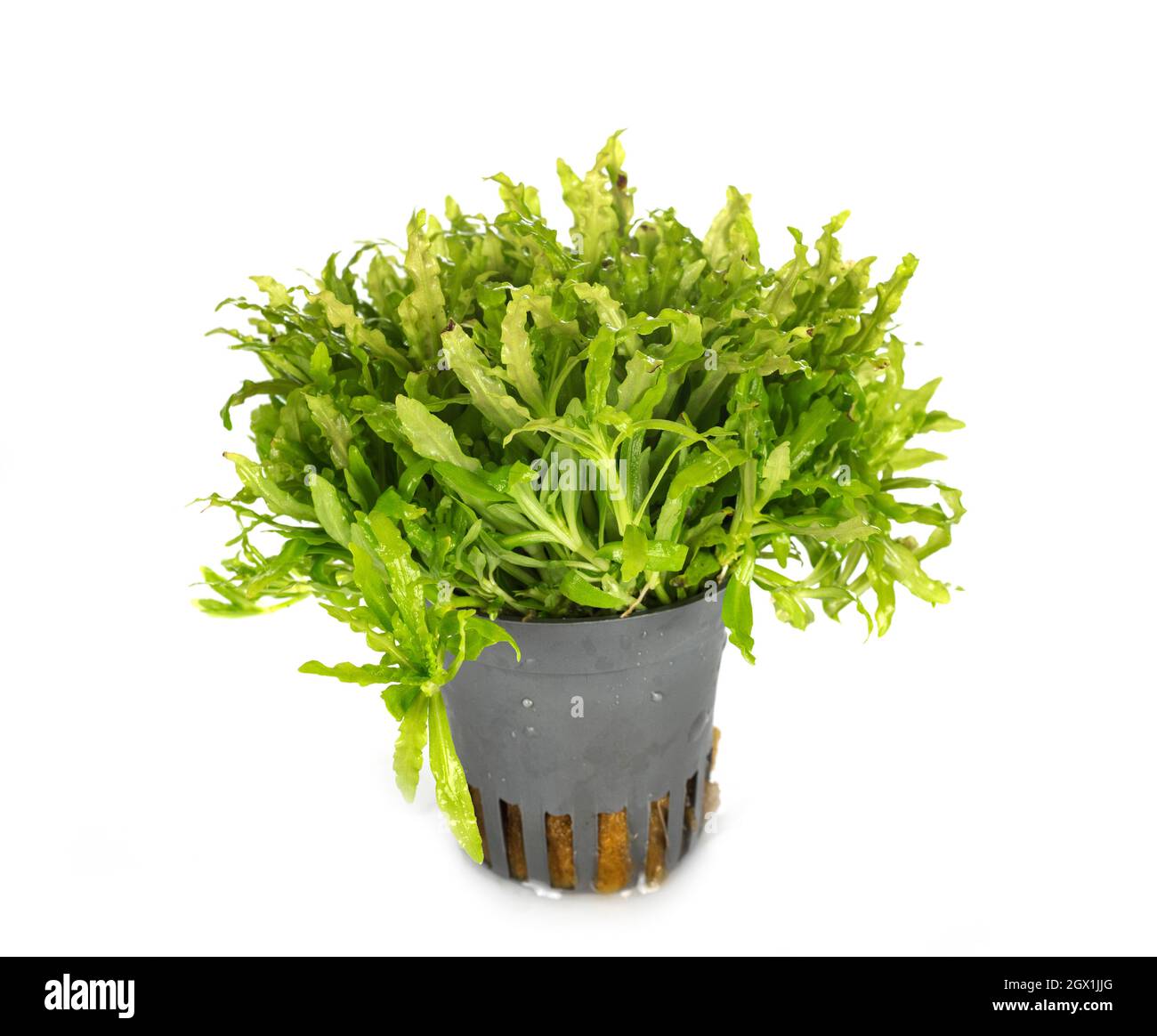 pogostemon helferi in front of white background Stock Photo - Alamy