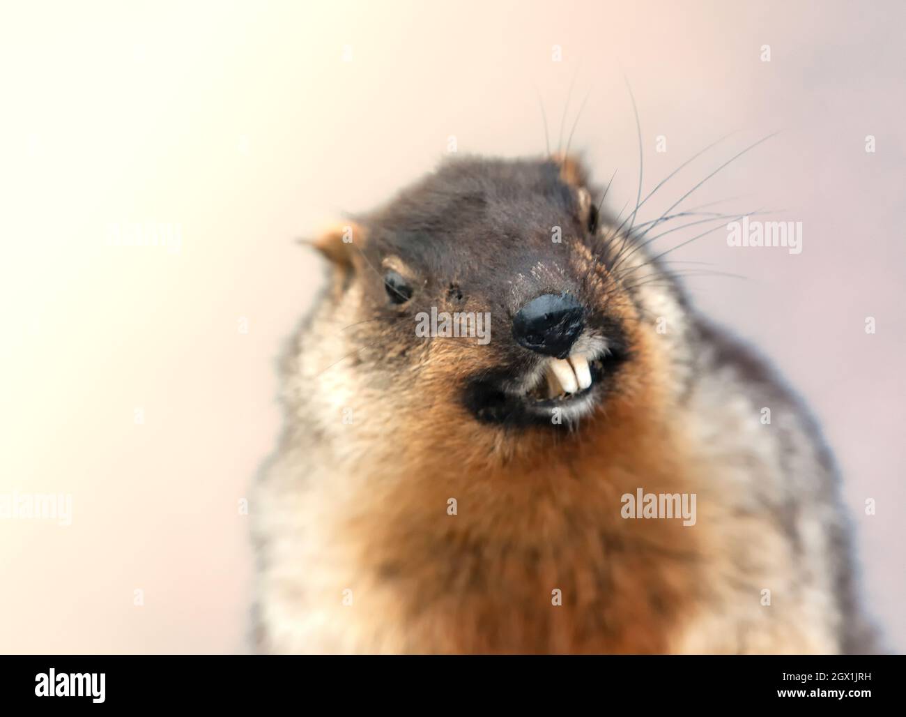 The Portrait Of Alpine Small Marmot, Isolated Stock Photo - Alamy