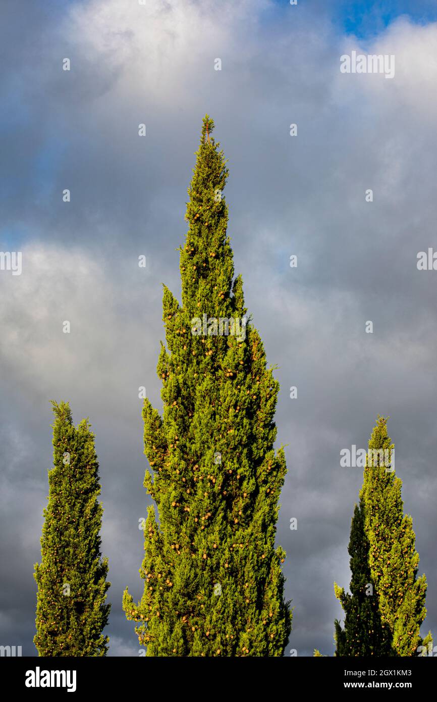 Three trees tuscany hi-res stock photography and images - Alamy