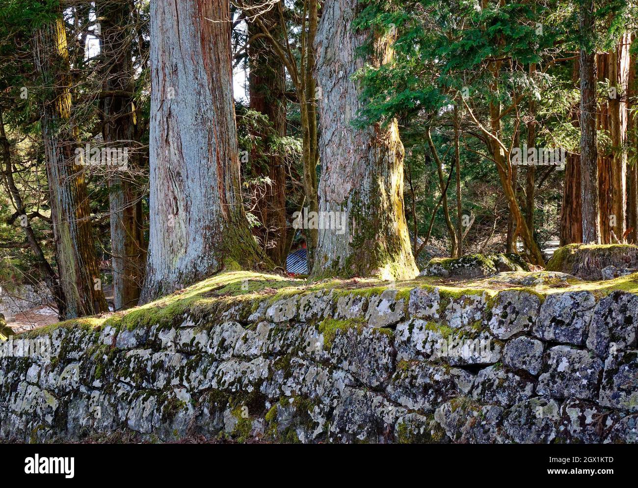Huge trees at summer day in deep forest in Nikko, Japan Stock Photo - Alamy